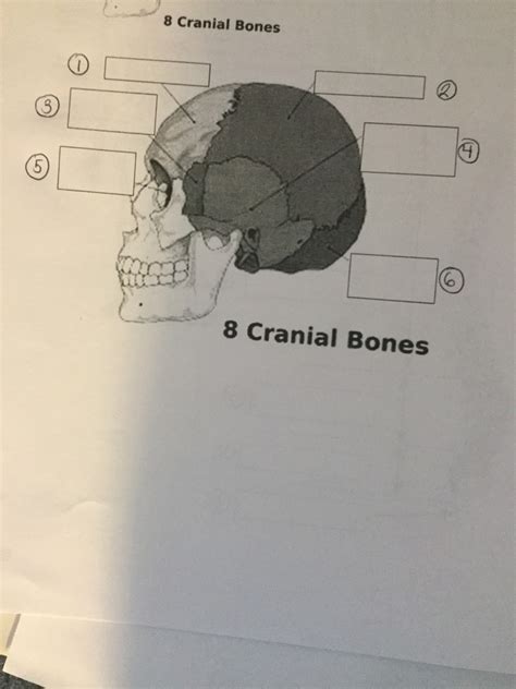 Cranial Bones Diagram Quizlet