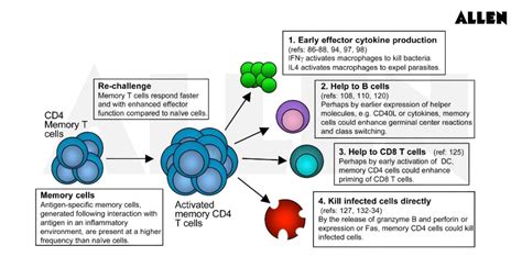 Cd4 Cells Introduction Function Types Memory