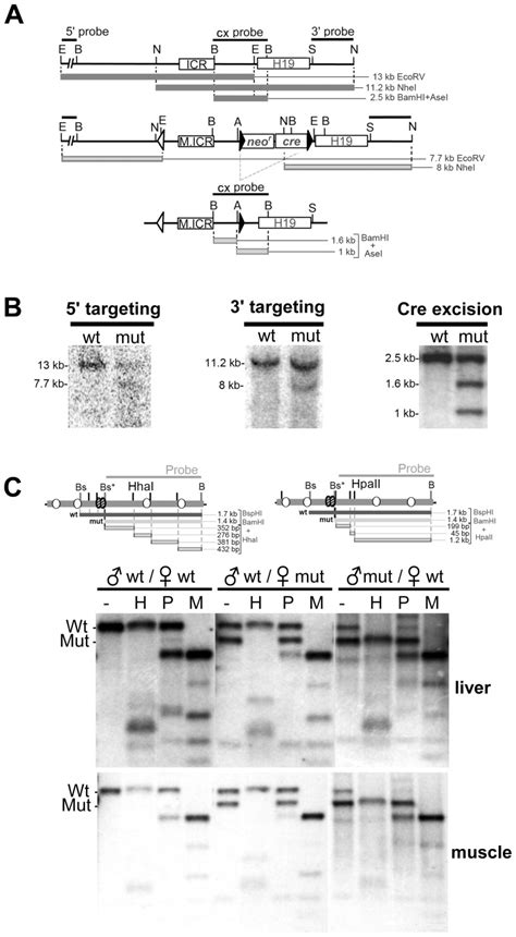 A Restriction Map For The H19igf2 Locus Targeting Vector Insertion