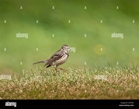 Meadow Pippet Hi Res Stock Photography And Images Alamy