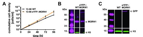 fig s1 1 cell viability of the 13 90 eyfp morn1 cell line a