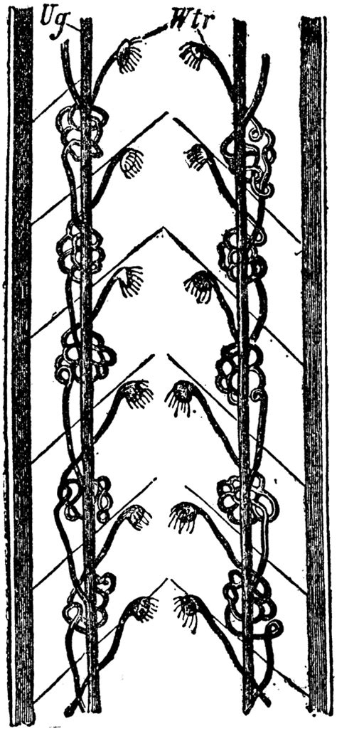 Protonephridium Of A Shark Clipart Etc