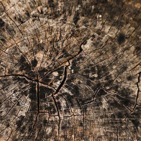 Stump Texture Images Free Download On Freepik