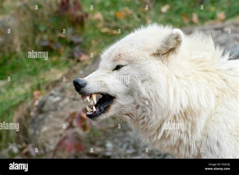 Growling White Wolf Wolf Hollow Just A Few Things That You Can