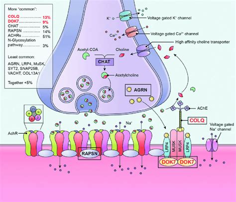 Molecular Components Of The Nmj Affected In Cms Cms Are A Collection Download Scientific