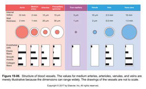 L22 Functions Of The Venous System Flashcards Quizlet
