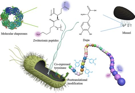 Novel Mussel Inspired Universal Surface Functionalization Strategy