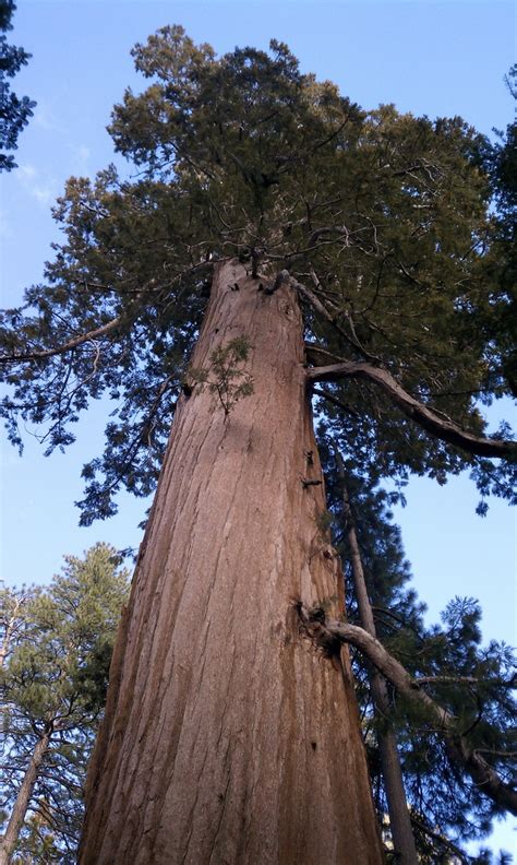 Red Wood Forest I Want To Go There Weird Trees Beautiful Tree Big Tree