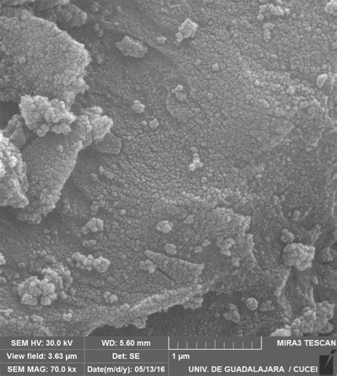 With This SEM Image Which Material Can Be Looking Chegg Com