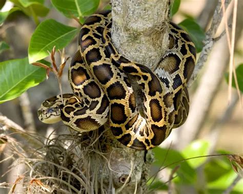 Burmese Python Zoopedia Wiki Fandom