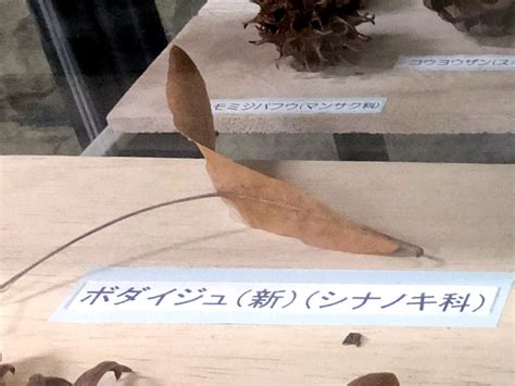 ボダイジュ菩提樹かぎけんWEB