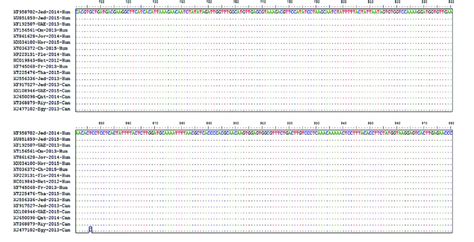Multiple Sequence Alignment Of Orf1ab Gene With Selected Mers Cov