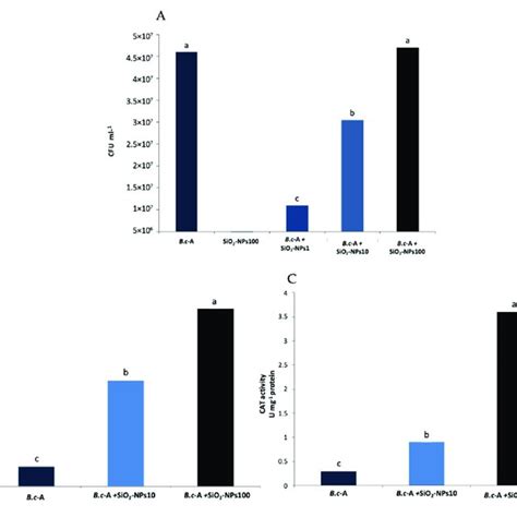 Effect Of Sio2 Nps On Bc A After 24 H Of Exposure A Bc A