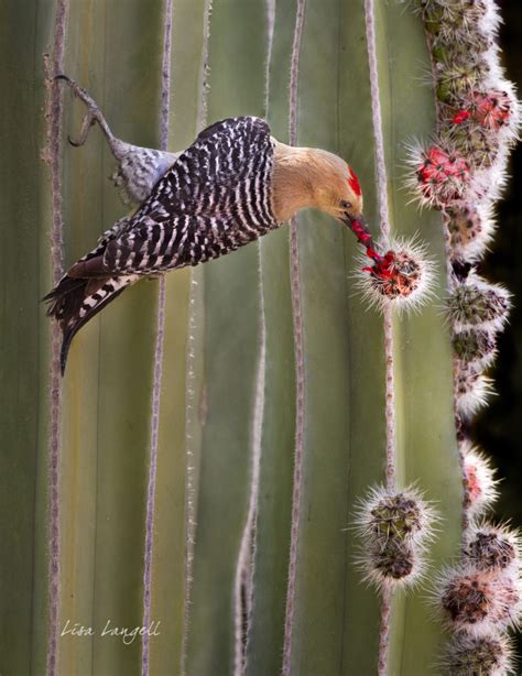 Tonto National Forest Arizona Usa Paws Trails Magazine Wildlife
