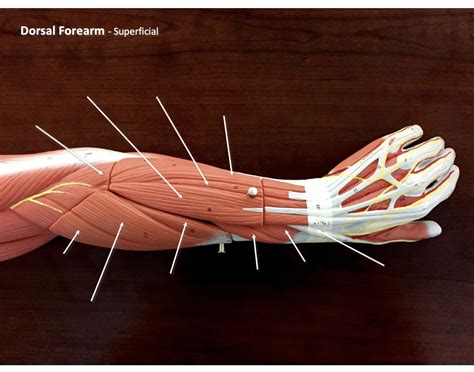 Dorsal Forearm Superficial Quiz