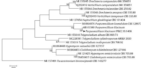 Phylogenetic Tree Of Its Rrna Gene Obtained By Maximum Likelihood