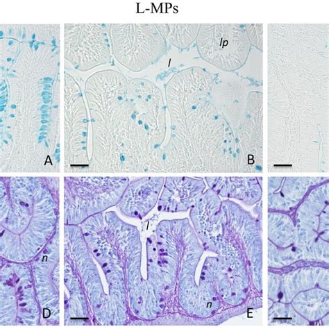 Histology Of Gastrointestinal Tract Git Representative Sections Of Download Scientific