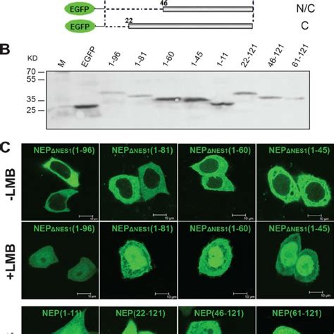 Mapping Of Subcellular Localization Signals Of The Influenza Virus Download Scientific Diagram
