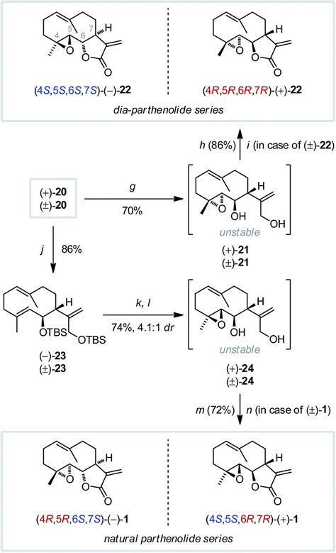 Stereoselective Total Synthesis Of Parthenolides Indicates Target Selectivity For Tubulin
