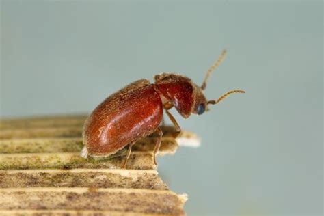 Cigarette Beetle Identification Life Cycle Facts And Pictures