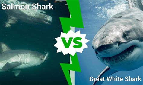 Salmon Shark Vs Great White Shark 3 ความแตกต่าง And ใครชนะในการต่อสู้