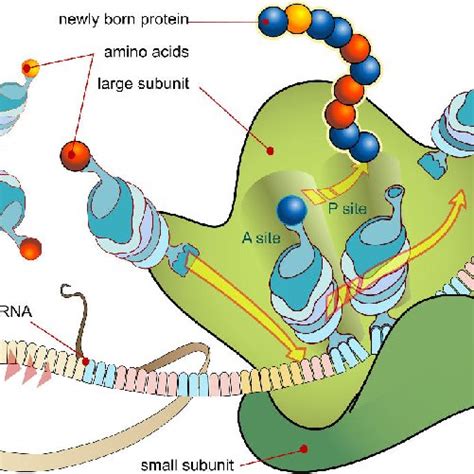2 A Boolean Process Map B Dynamical Process Map Between Times T 1 Download Scientific