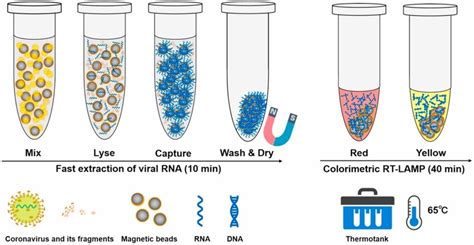 Schematic Of A Colorimetric Reverse Transcription Loop Mediated Download Scientific Diagram