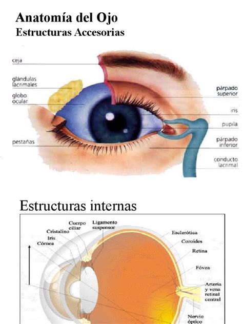 Anatomia Del Ojo Humano El Ojo Humano