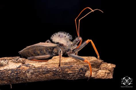 Reduviidae Iisdw