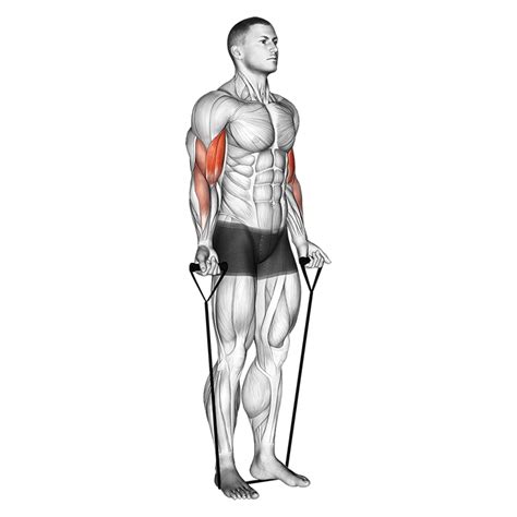 Curl En Supinación Alterno Con Bandas • Fitcron