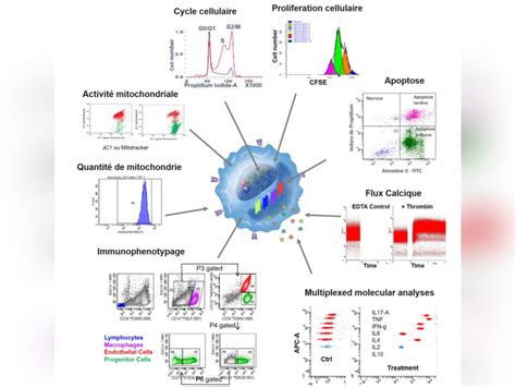 Cytometry And Cell Sorting I2mc Inserm
