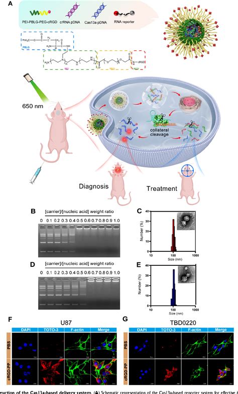 Figure 4 From Universal Theranostic Crisprcas13a Rna Editing System For Glioma Semantic Scholar