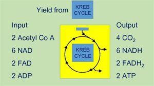 Inputs And Outputs Of The Krebs Cycle A Comprehensive Guide
