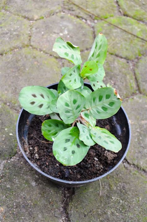 Maranta Leuconeura Also Known As The Prayer Plant Stock Image Image Of Prayer Maranta 258837261