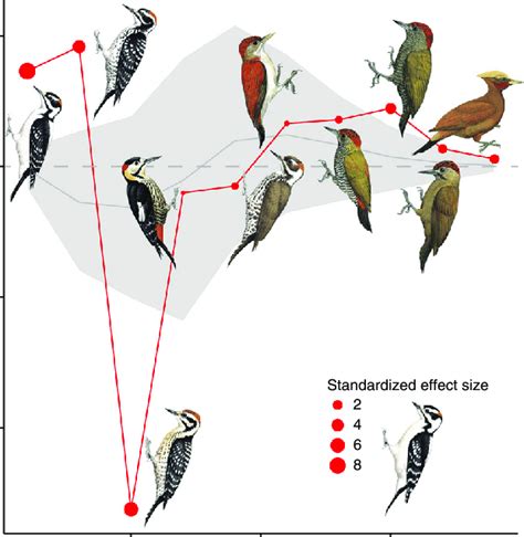 modified mantel correlogram shows how correlation of range and plumage