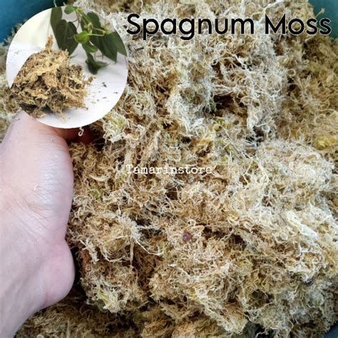 Jual Spagnum Moss Putih Media Tanam Angrek Platycerium Dan Tanaman Hias Serbaguna Shopee Indonesia