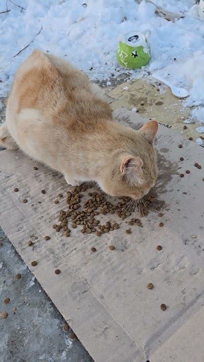 춘삼아 왜 이리 굶고 다니는겨ㅠㅠ 밥때 되면 와라잉 제발 Youtube