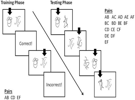Frontiers Sex Dependent Effects On Tasks Assessing Reinforcement
