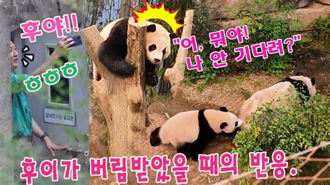 맙소사💥후이바오 는 퇴근 후엄마 아이바오와 루이에게 버림받아 어리둥절했어요ㅎㅎ 송바오할부지는 후이를 놀리려고 문 앞에 서 있었고 그 때문에 그녀는 화가 났어요