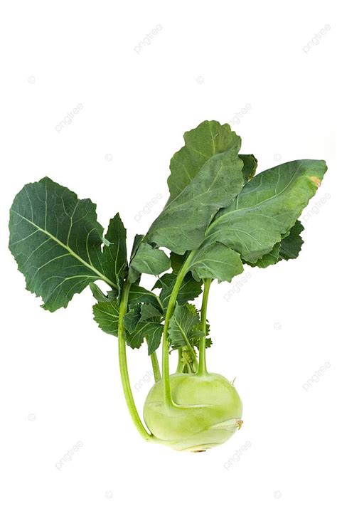 Single Cabbage Turnip Isolated On White Background Uncooked Food Edible