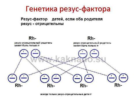 Группы крови и резус фактор