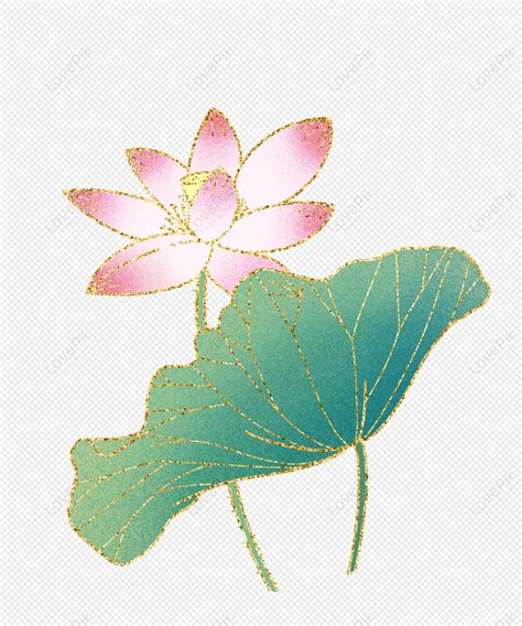 로터스 로터스 물 히비스커스 스 여름 식물 국립 바람 꽃 Bronzing 꽃 Png 일러스트 무료 다운로드 Lovepik