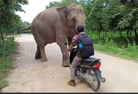 អង្គការសម្ព័ន្ធមិត្ដសត្វព្រៃ បញ្ជាក់ជុំវិញការលាឈប់ពីការងាររបស់លោក ទ្រី ស៊ីថេង