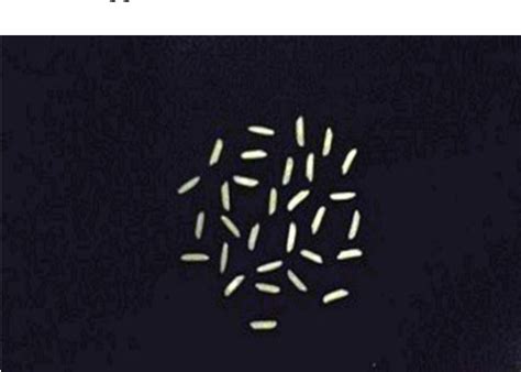 Figure 1 From Rice Quality Analysis Using Image Processing Techniques Semantic Scholar