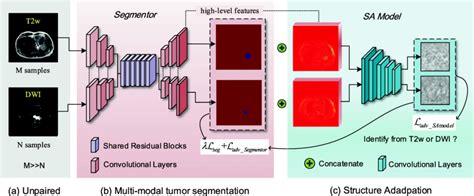 Overview Of Our Proposed Model For Unpaired Multi Modal Tumor Download Scientific Diagram