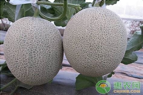 哈密瓜产地分布和常见品种介绍 惠农网