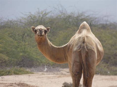 Ali Mohamoud Ali Qaran On Linkedin The Most Precious Asset For Somali Society