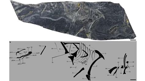 Ancient Bird Fossil Unearthed In China Reveals New Origins News For
