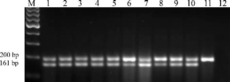 Pcr Analysis Showing Amplification Products Generated By Scar Marker Download Scientific