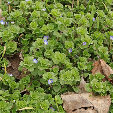 Veronica Persica Birdeye Speedwell